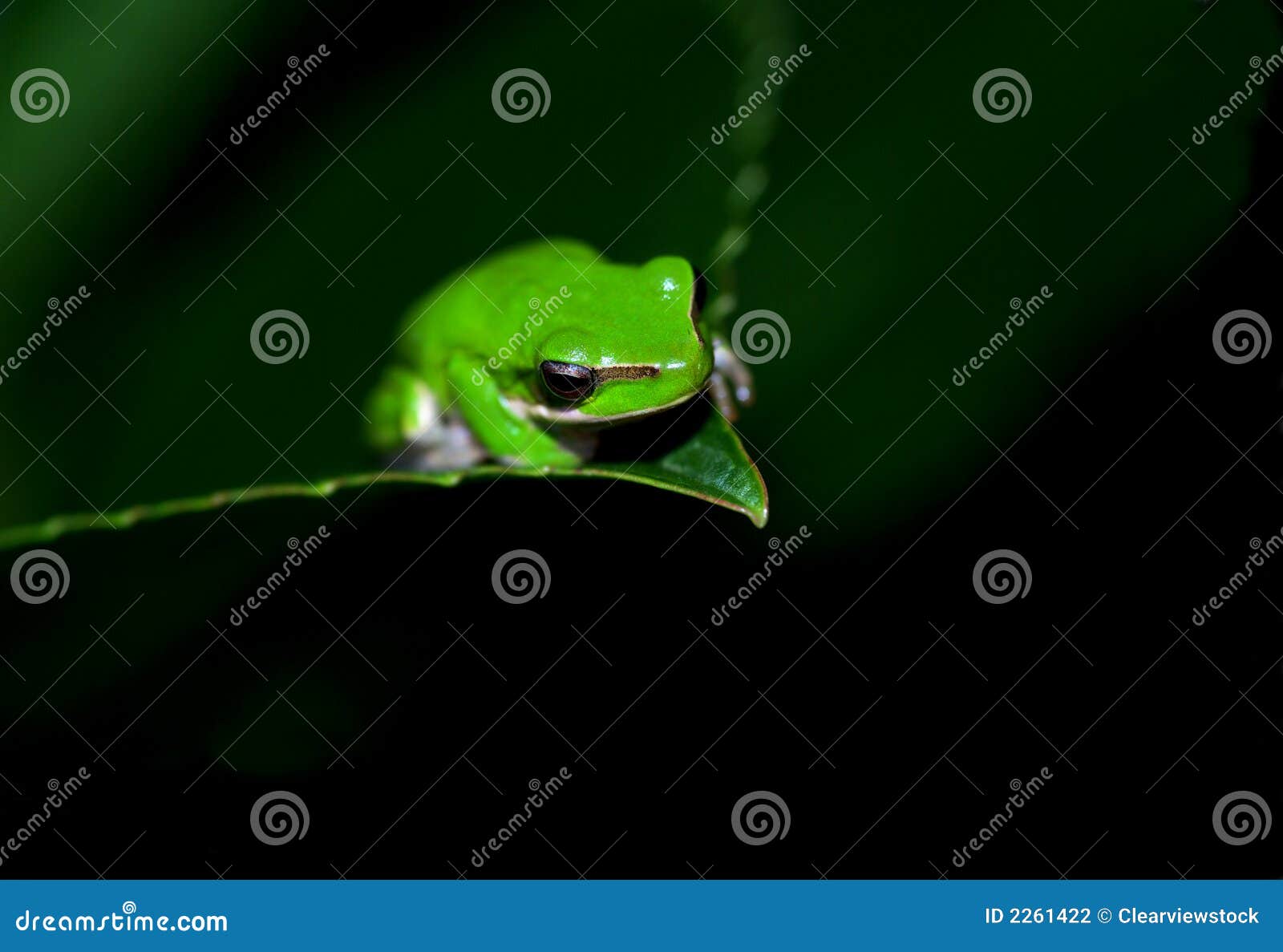 Little frog stock photo. Image of dwarf, little, cute - 2261422