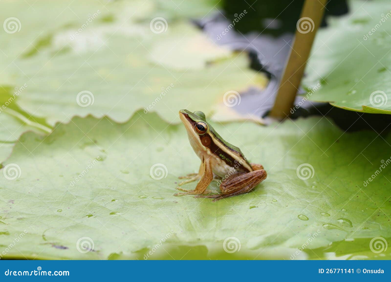 Little frog stock image. Image of rest, vibrant, small - 26771141