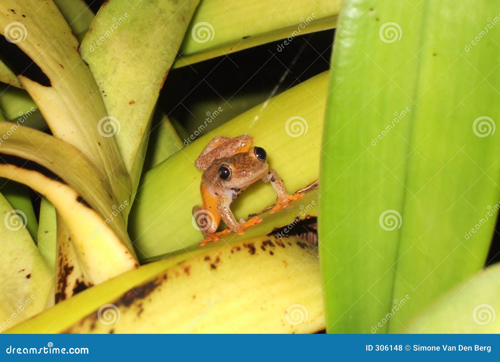 Little frog stock photo. Image of frog, animal, amphibian - 306148