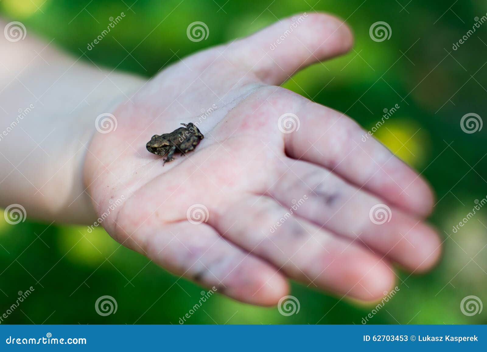 Little frog on baby s hand stock image. Image of dream - 62703453