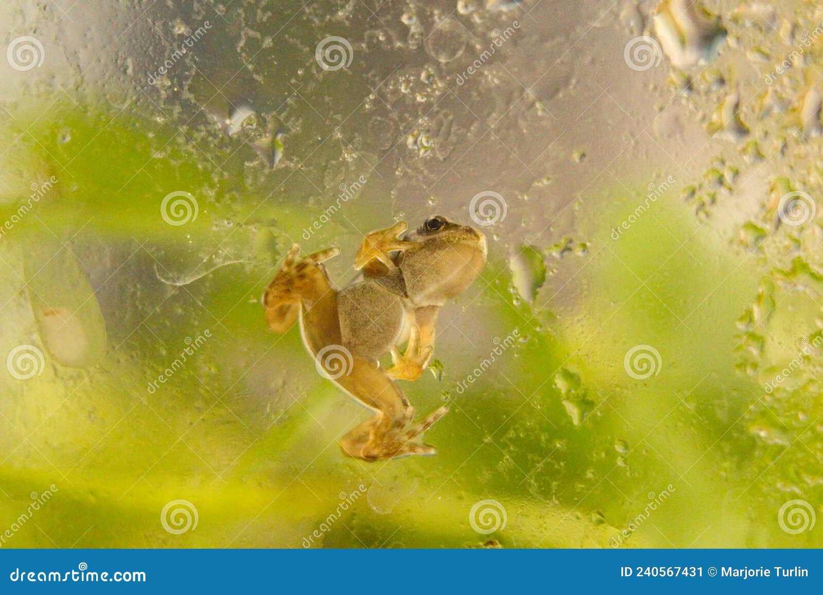 A Little frog from below stock image. Image of underside - 240567431
