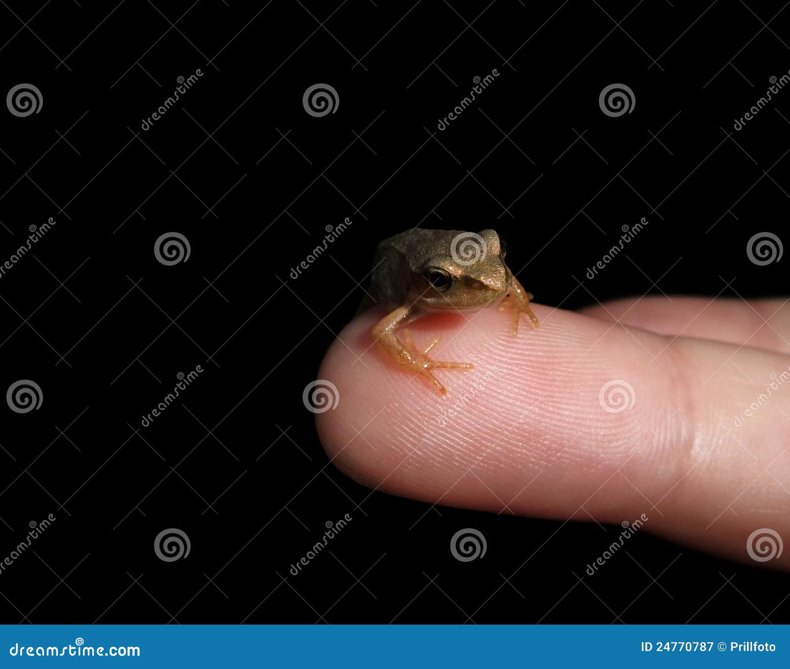 Little frog on finger tip stock image. Image of common - 24770787