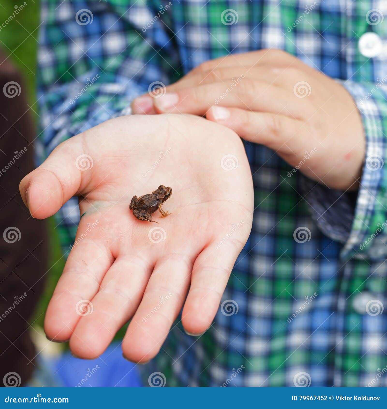 Little frog on hand stock photo. Image of black, natural - 79967452