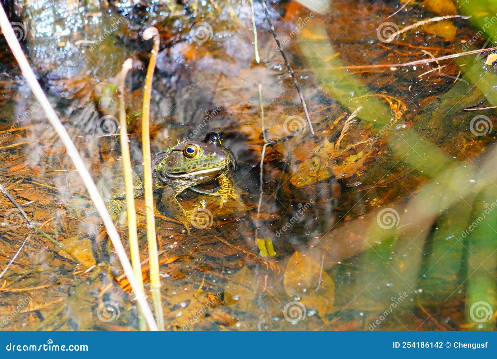 Little frog hide in water stock photo. Image of color - 254186142