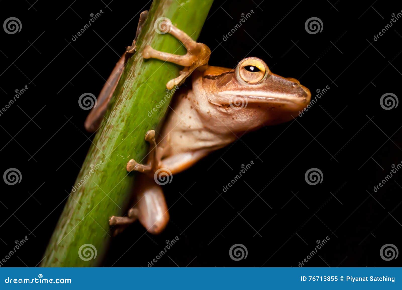 The Little Frog Holding the Stem Stock Image - Image of colorful ...