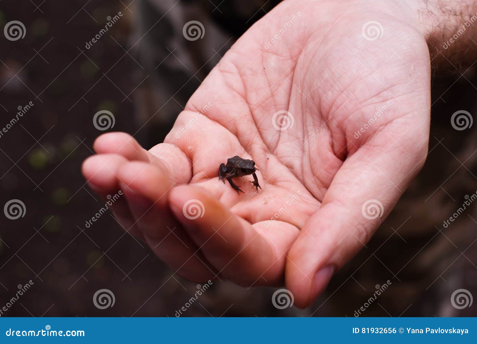 Little Frog on the Human Hand Stock Photo - Image of animal, wildlife ...