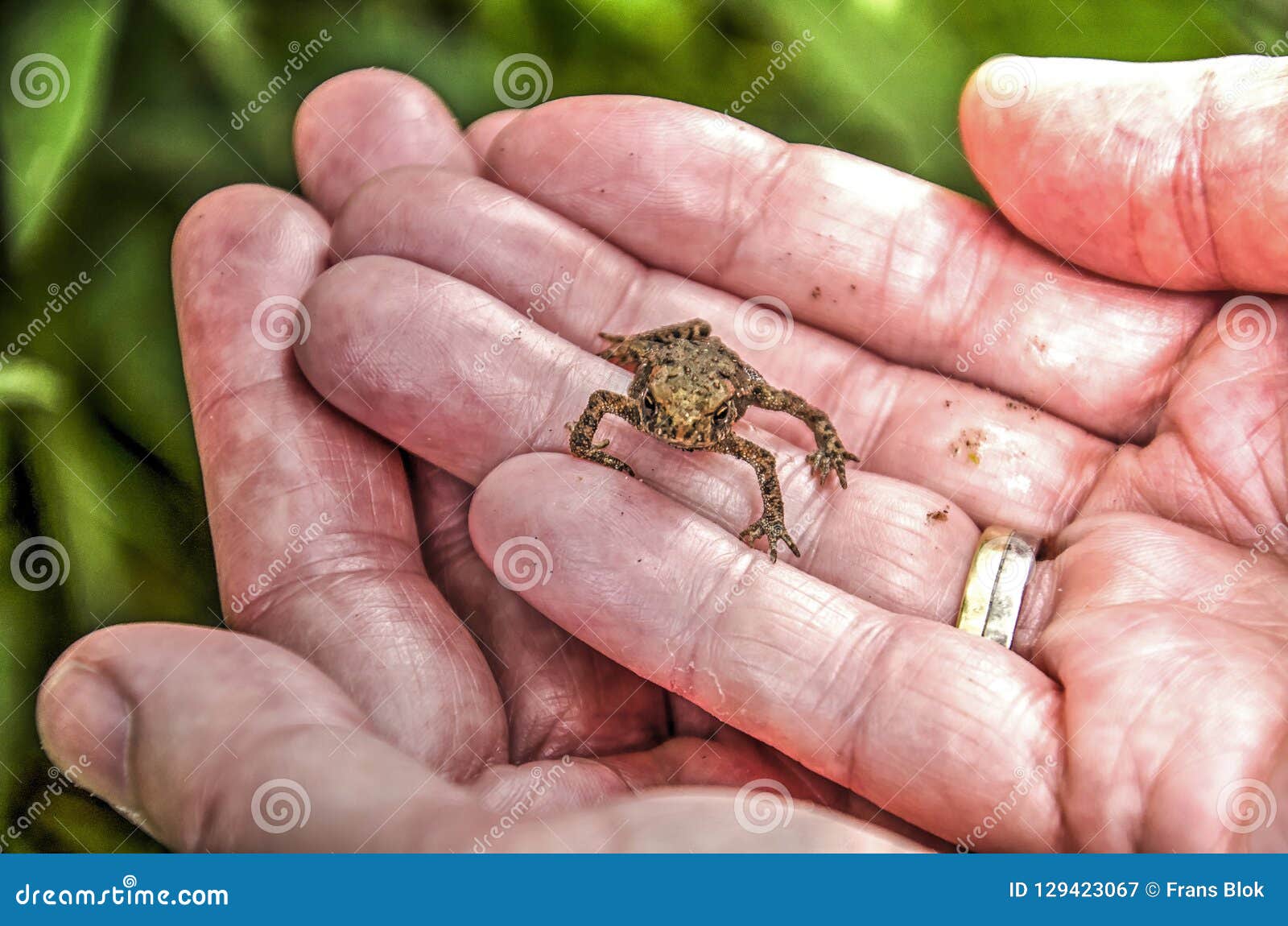 Little frog on human hands stock image. Image of anura - 129423067