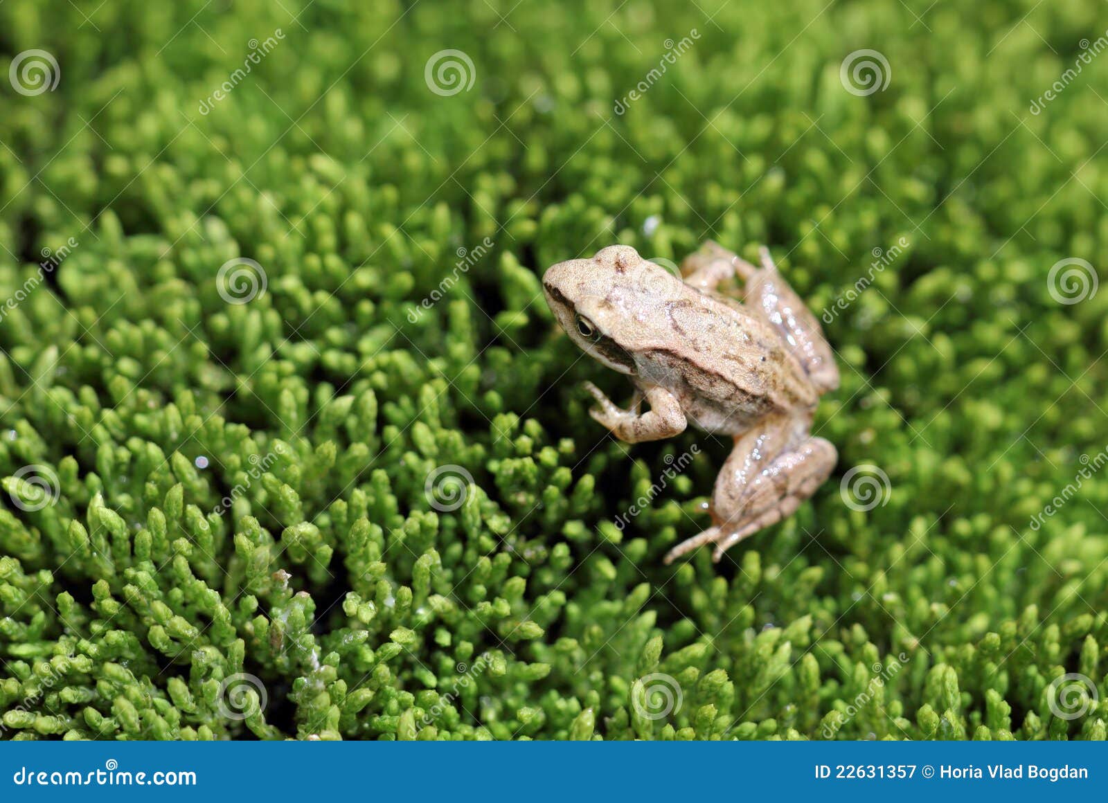Little Frog-let on a Fresh Green Moss Texture Stock Image - Image of ...