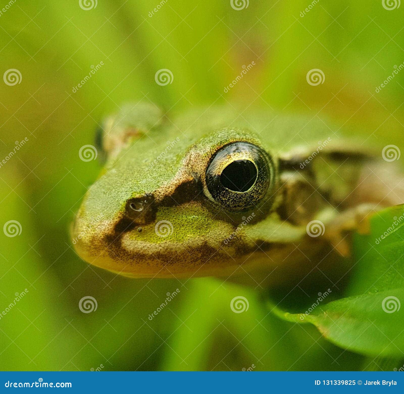 A Little frog stock image. Image of macro, mobile, animals - 131339825