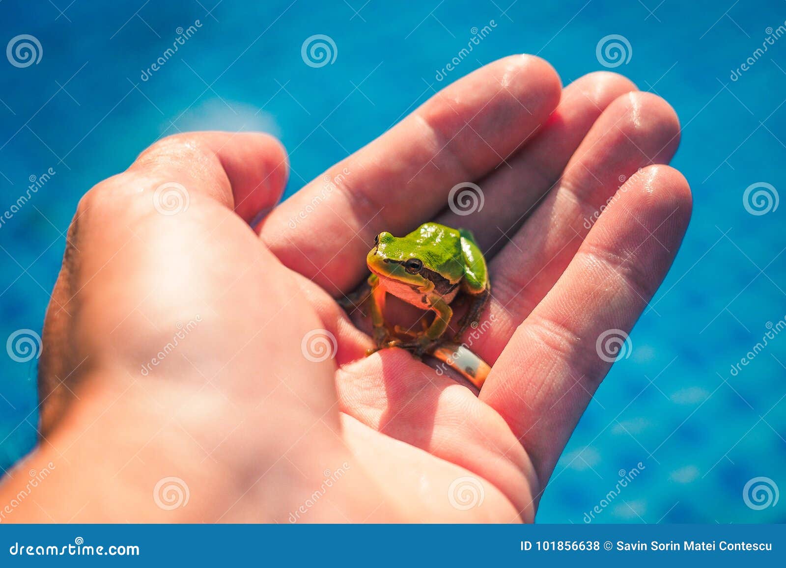 Little frog in my hand stock photo. Image of queen, little - 101856638