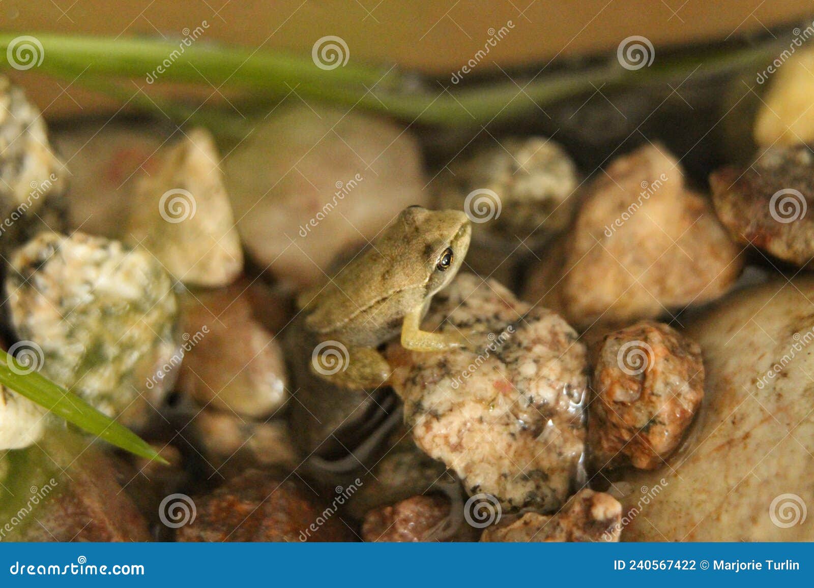 A Little frog on rocks stock photo. Image of wildlife - 240567422