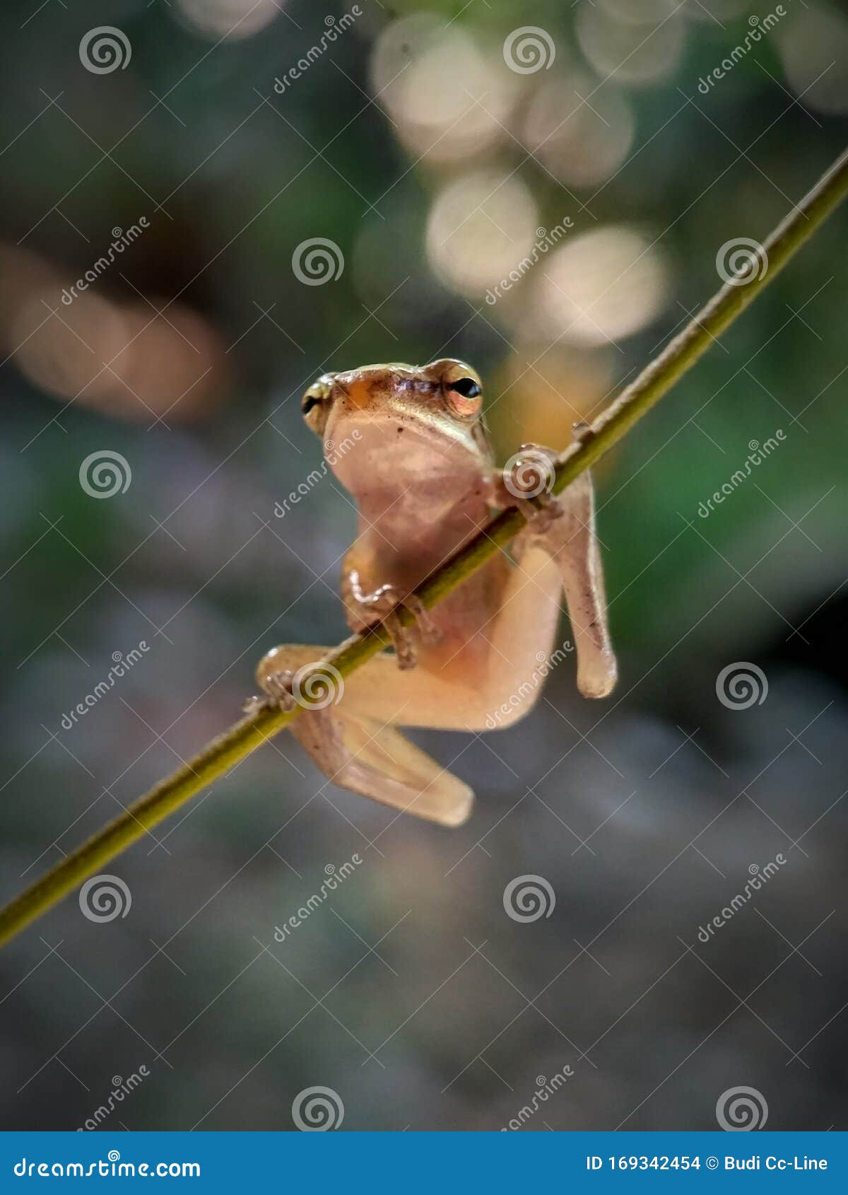 Little Frog stock photo. Image of morning, frog, bathing - 169342454