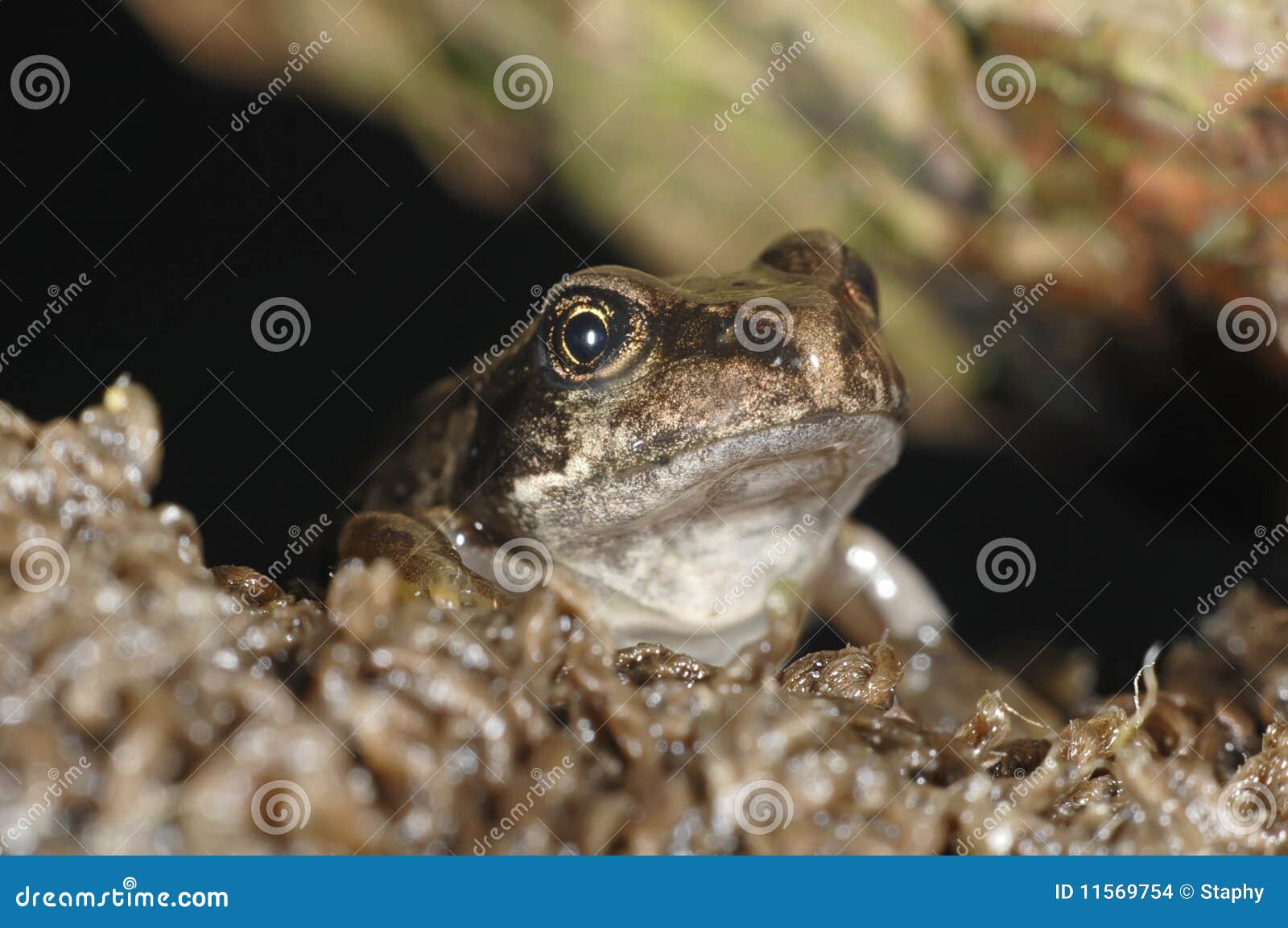 Little frog watching stock photo. Image of nature, extinction - 11569754