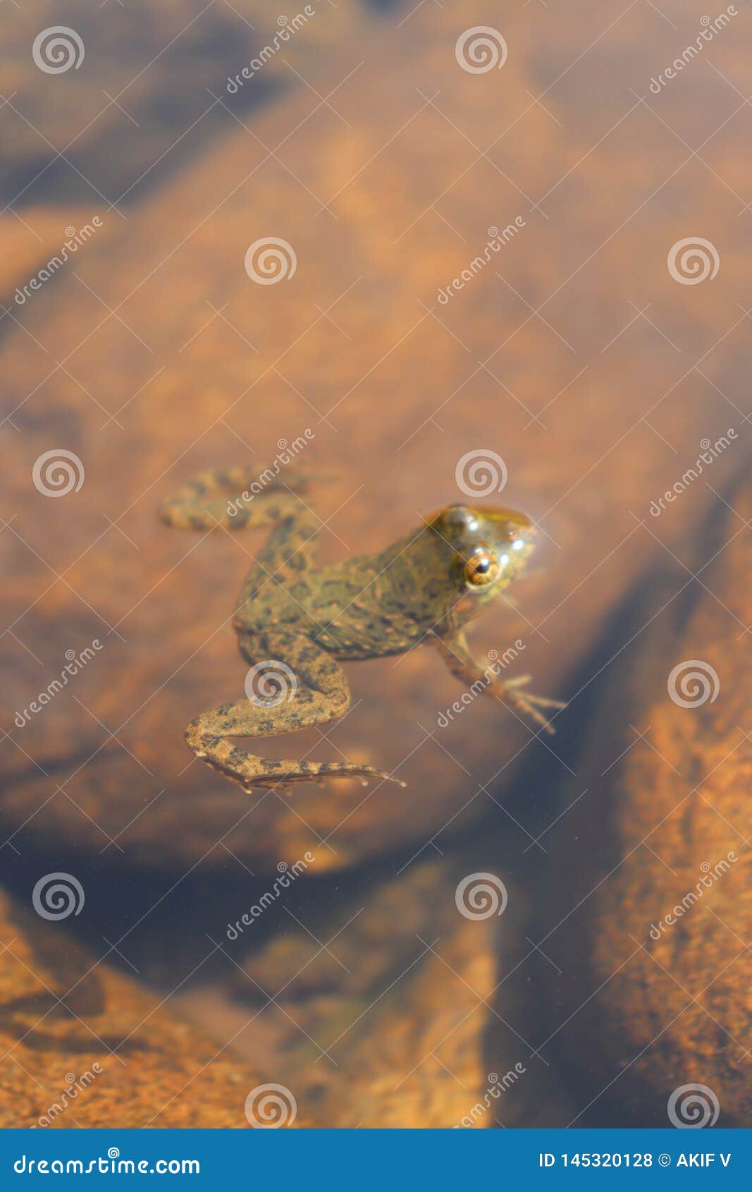 Little small frog in water stock photo. Image of small - 145320128