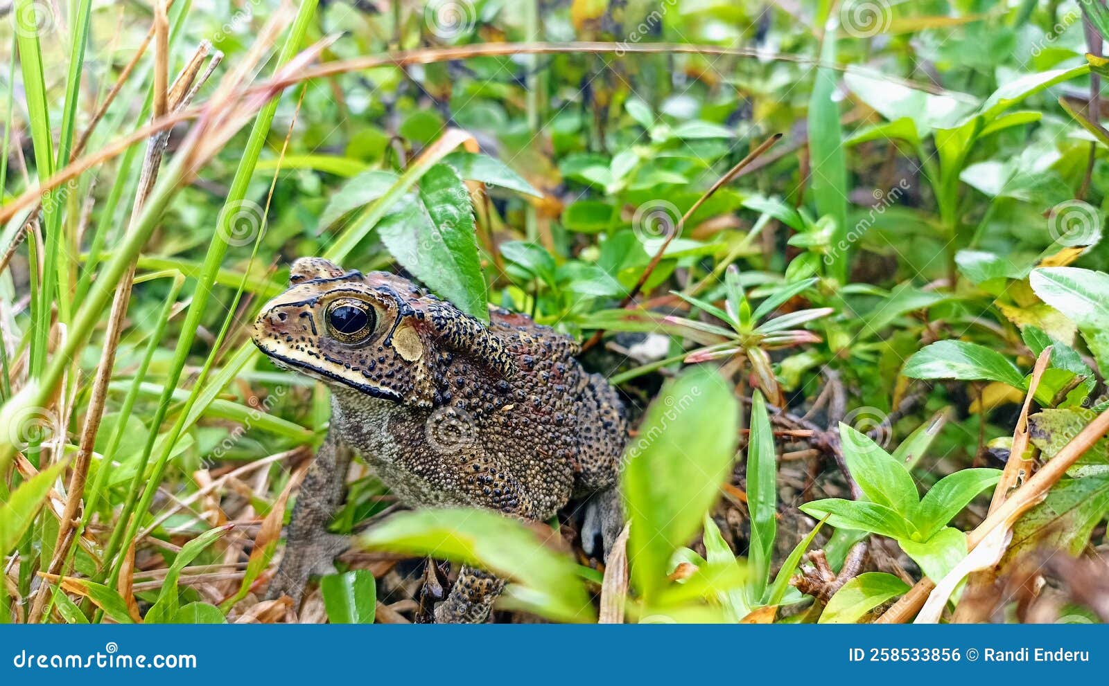 Little Frog in a Wet Bush. Black Frog Stock Photo - Image of sema, frog ...