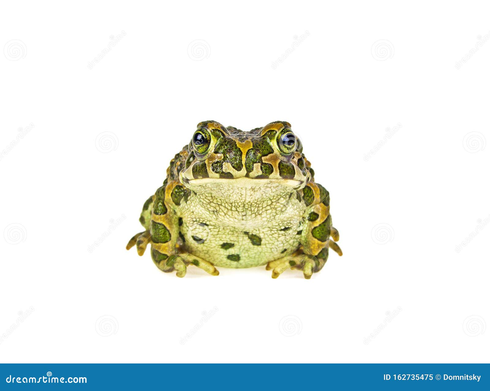 Little Frog on White Background Stock Image - Image of background ...