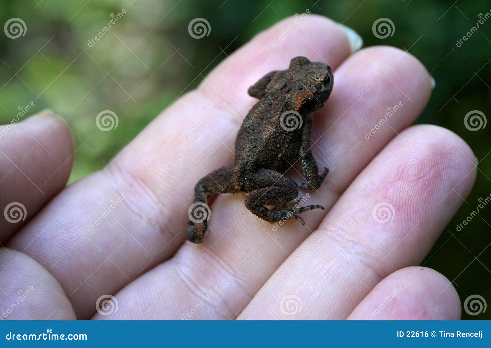 Little Froggy stock photo. Image of closeup, frog, care - 22616