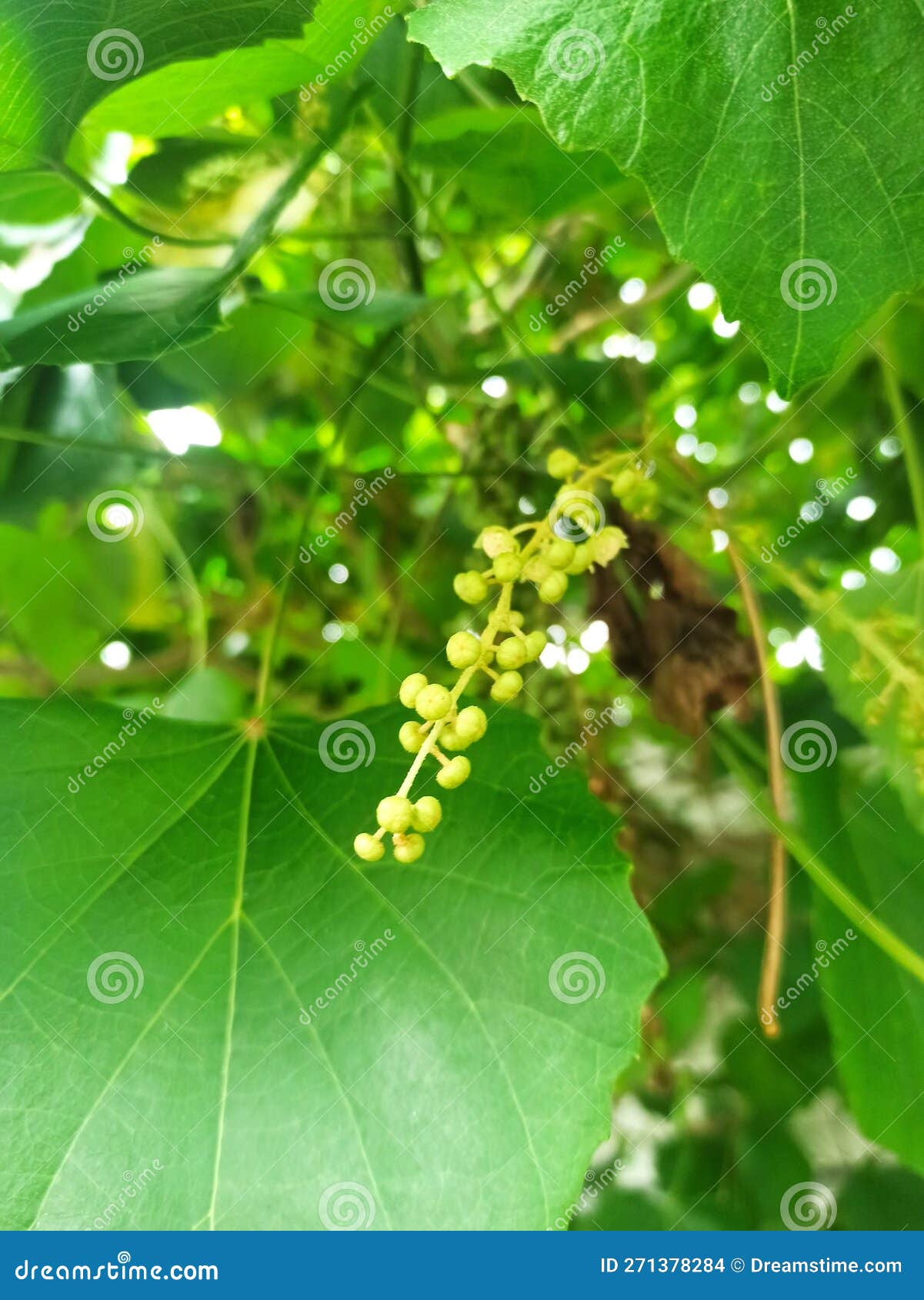Little Fruit from Wild Tree in Front of Mosque Stock Photo - Image of ...