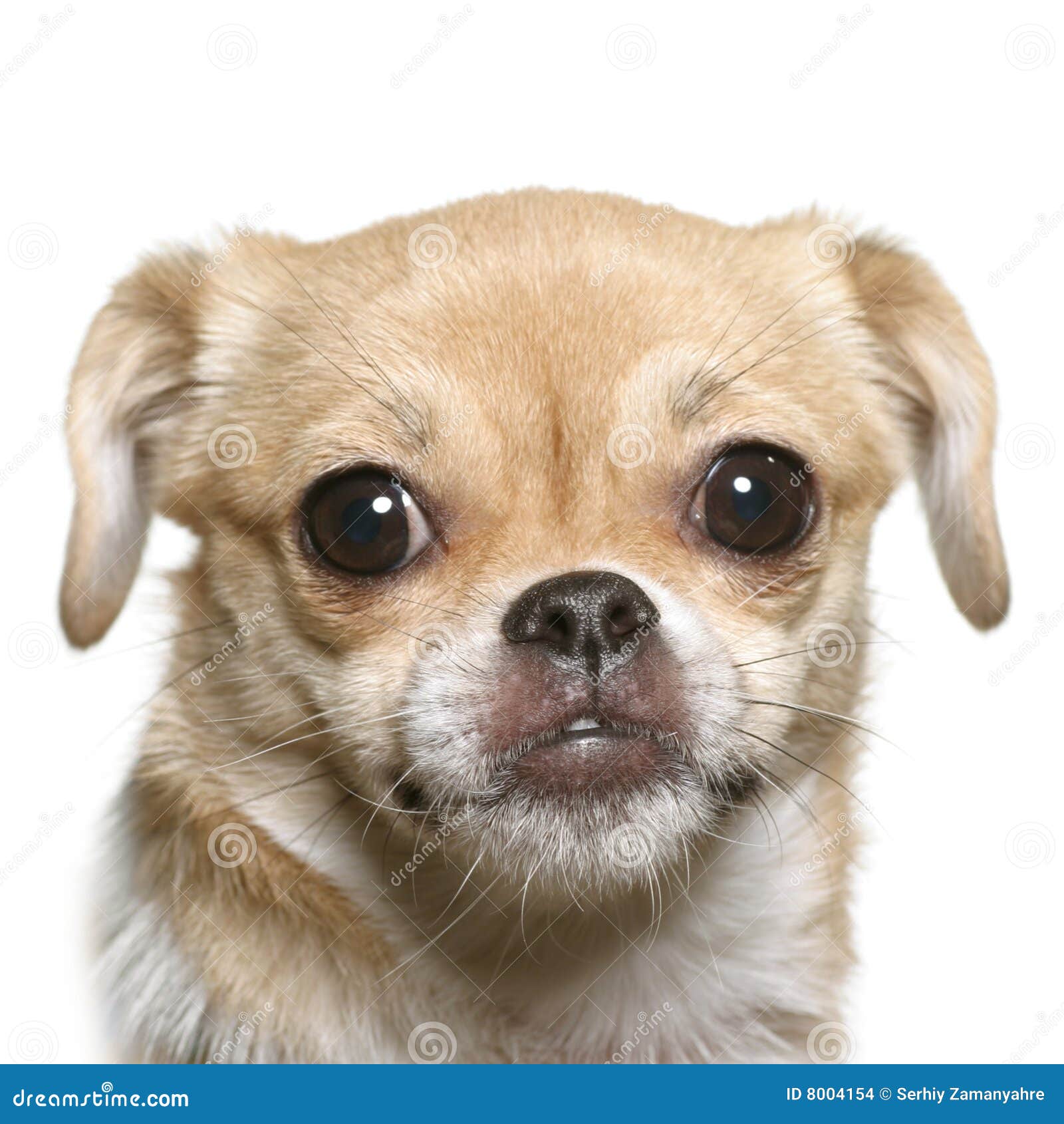 Little fun dog face stock photo. Image of furry, natural - 8004154