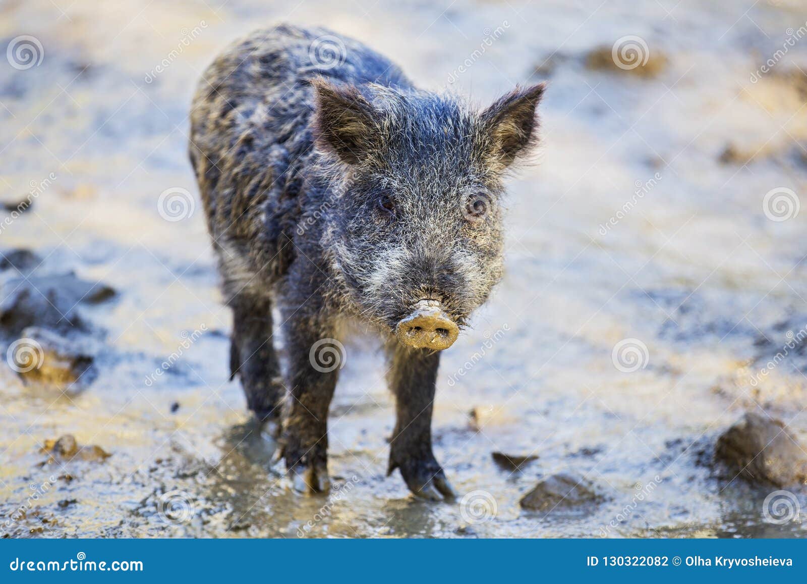 Little Funny Black Wild Boar Piglet Stock Photo - Image of boar, beast ...