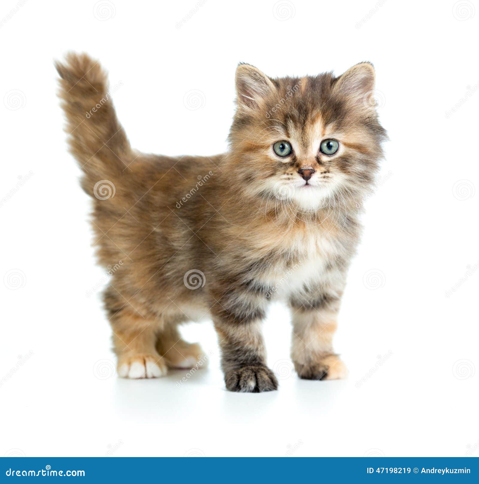 Little Funny Cat Isolated on White Stock Image - Image of breed, animal ...