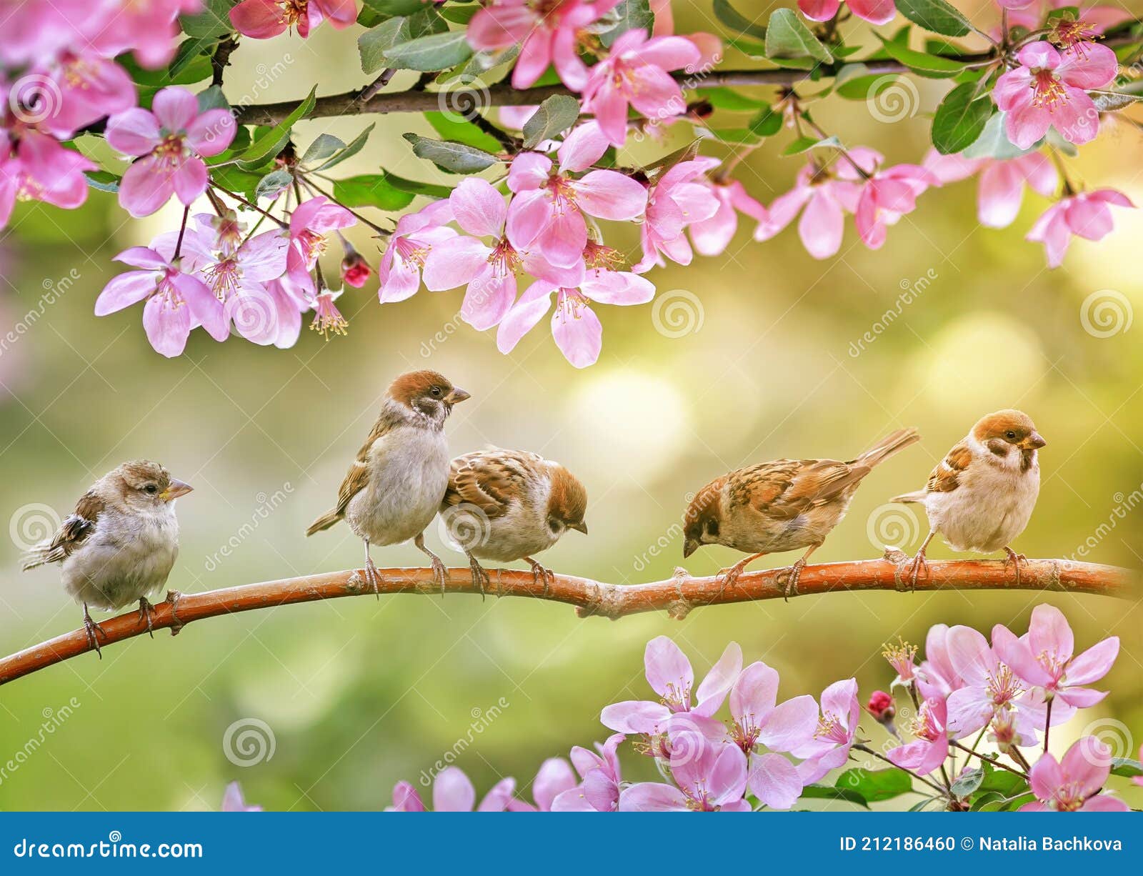 Funny Chicks Sparrows Sit in Spring Sunshine on the Branches of an ...