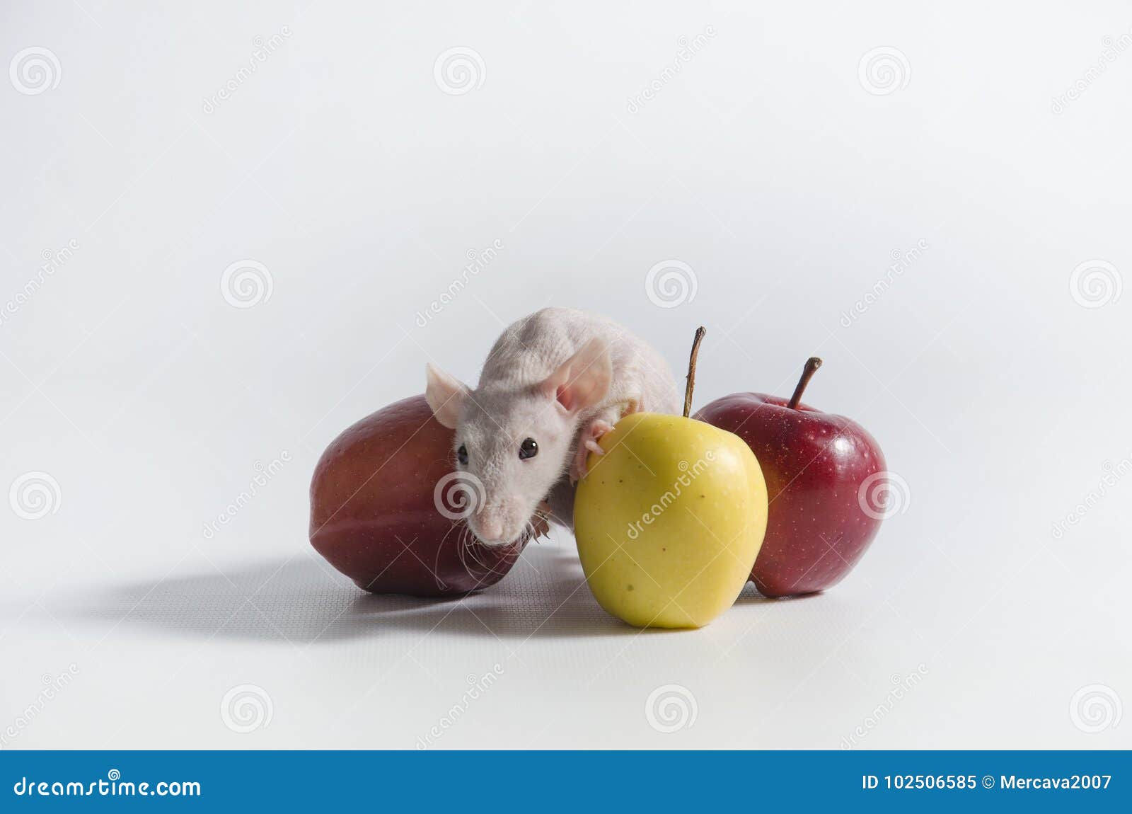 Little Funny Decorative Rat and Apples. Stock Image - Image of food ...