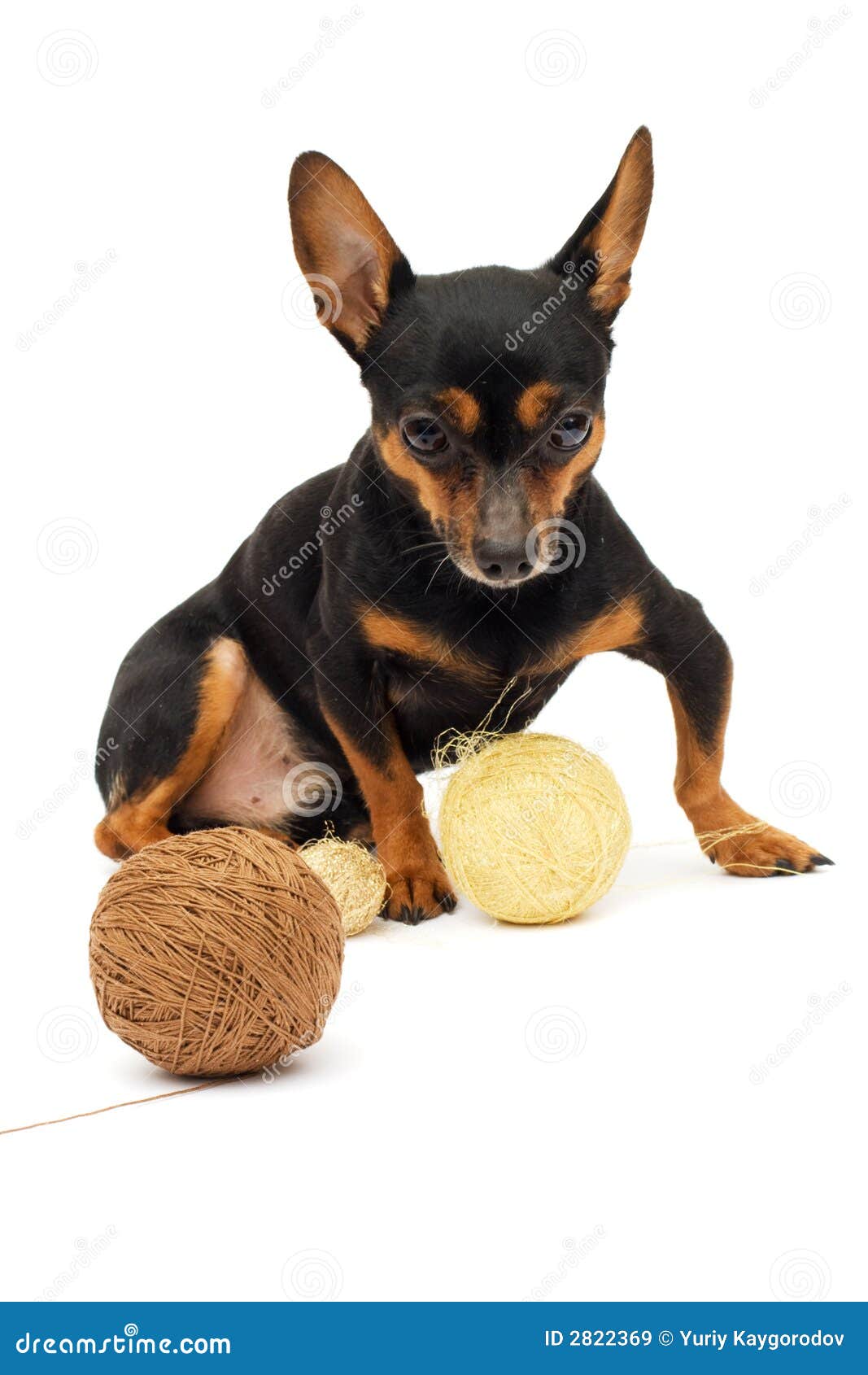 Little funny dog stock image. Image of cute, funny, friendly - 2822369