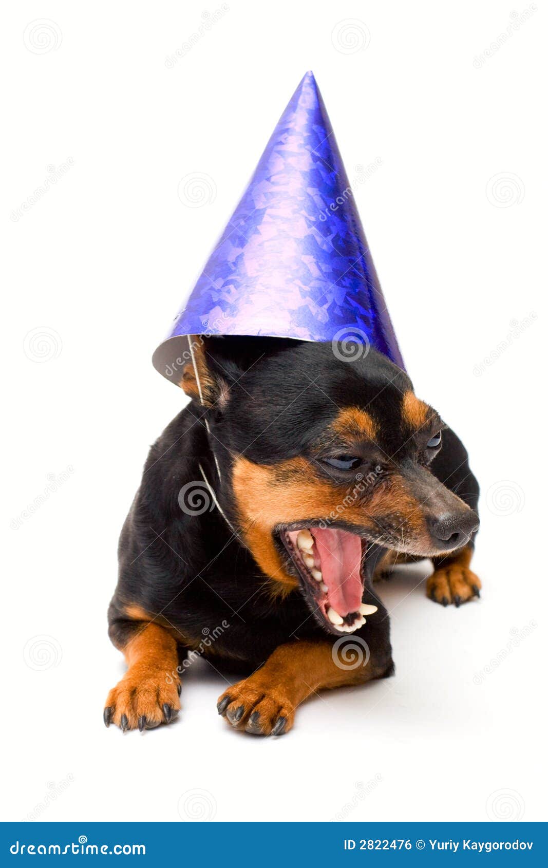 Little Funny Dog! Isolated. Stock Photo - Image of canine, adorable ...