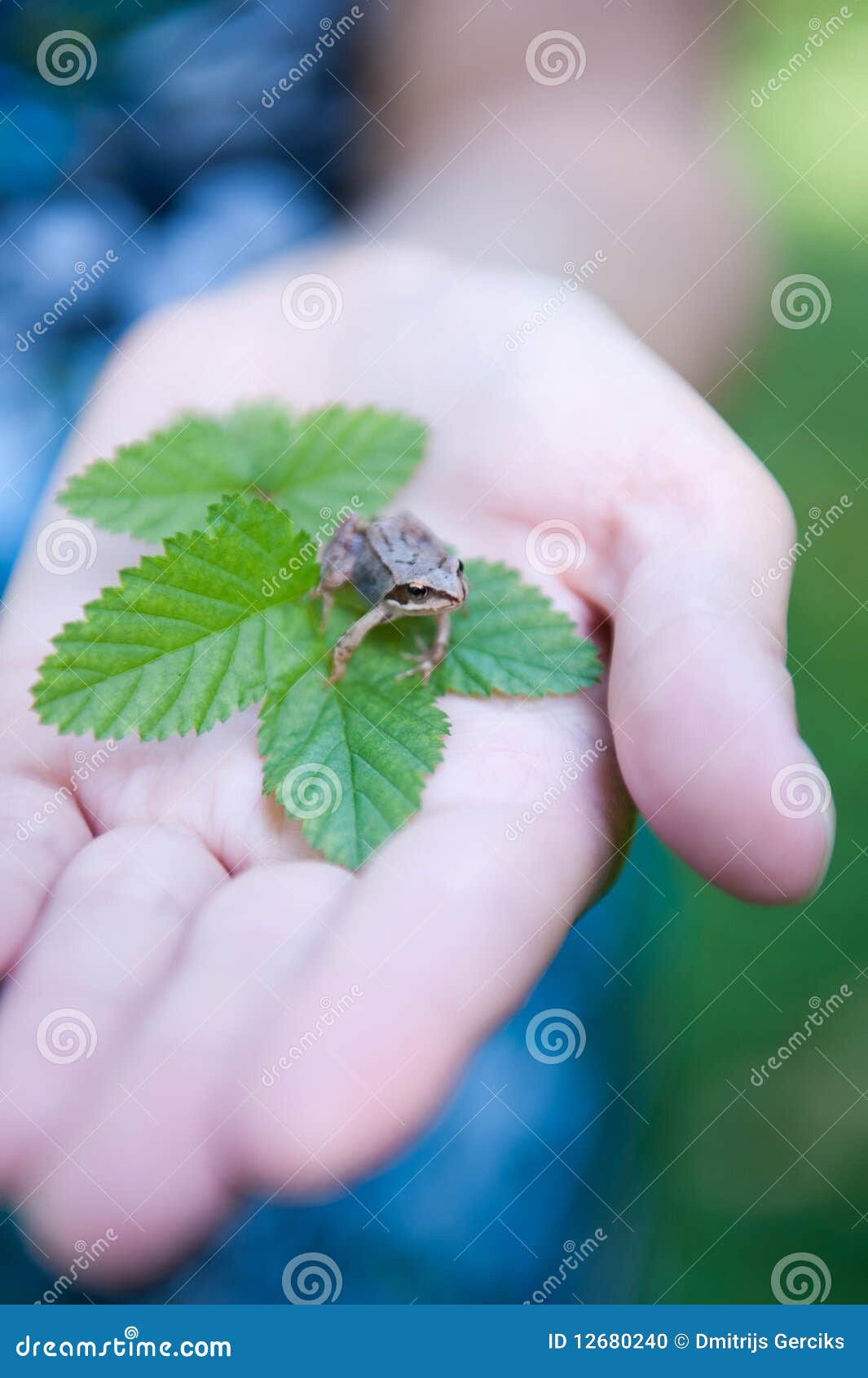 Little Funny Frog on a Hand Stock Photo - Image of nature, natural ...