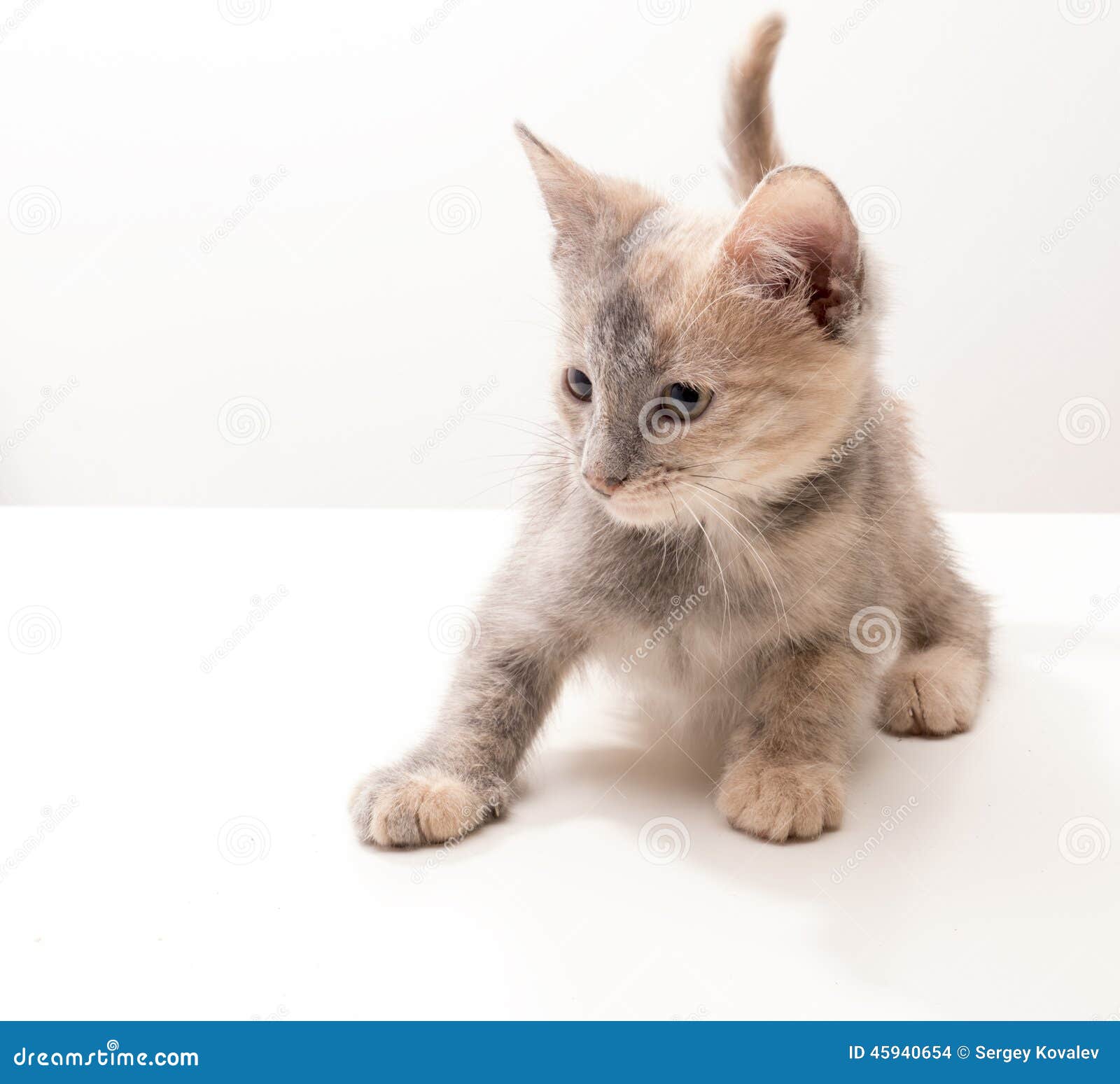 Little funny kitten stock photo. Image of domestic, expression - 45940654