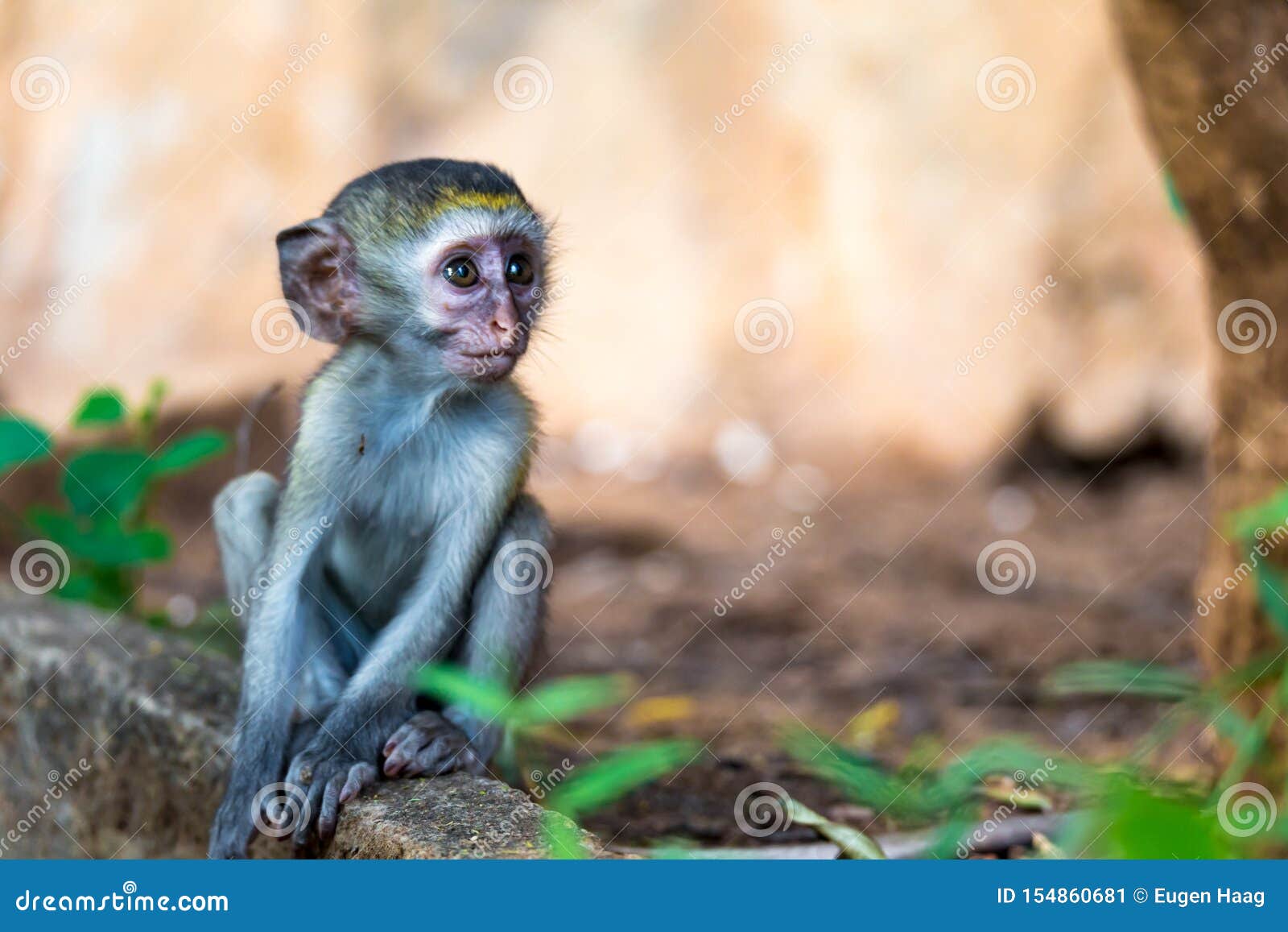 A Little Funny Monkey is Playing on the Floor or on the Tree Stock ...