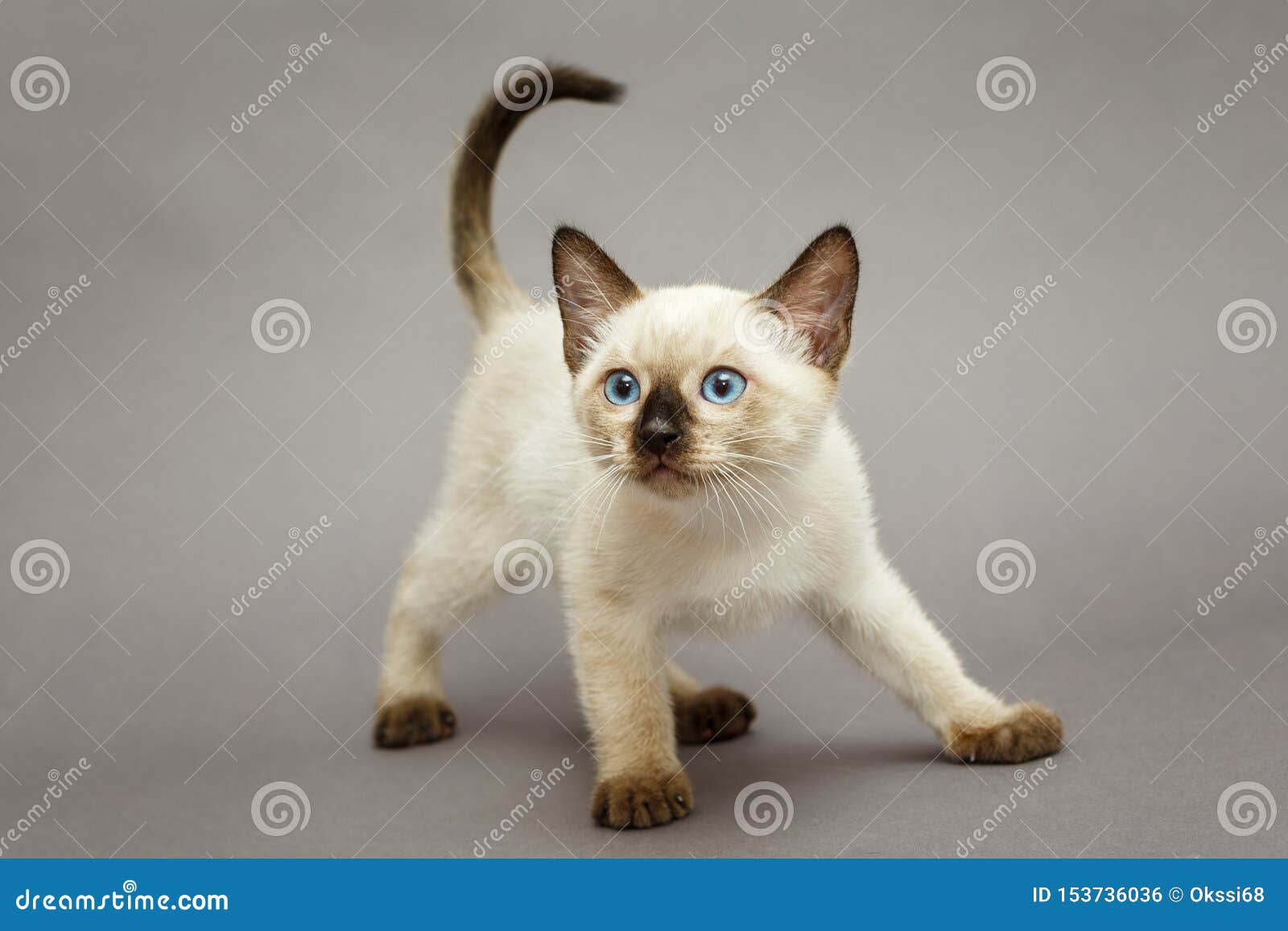 Little Funny Siamese Kitten Stock Photo - Image of breed, studio: 153736036