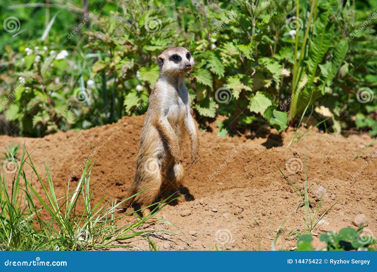 Little funny surikat stock photo. Image of back, animal - 14475422