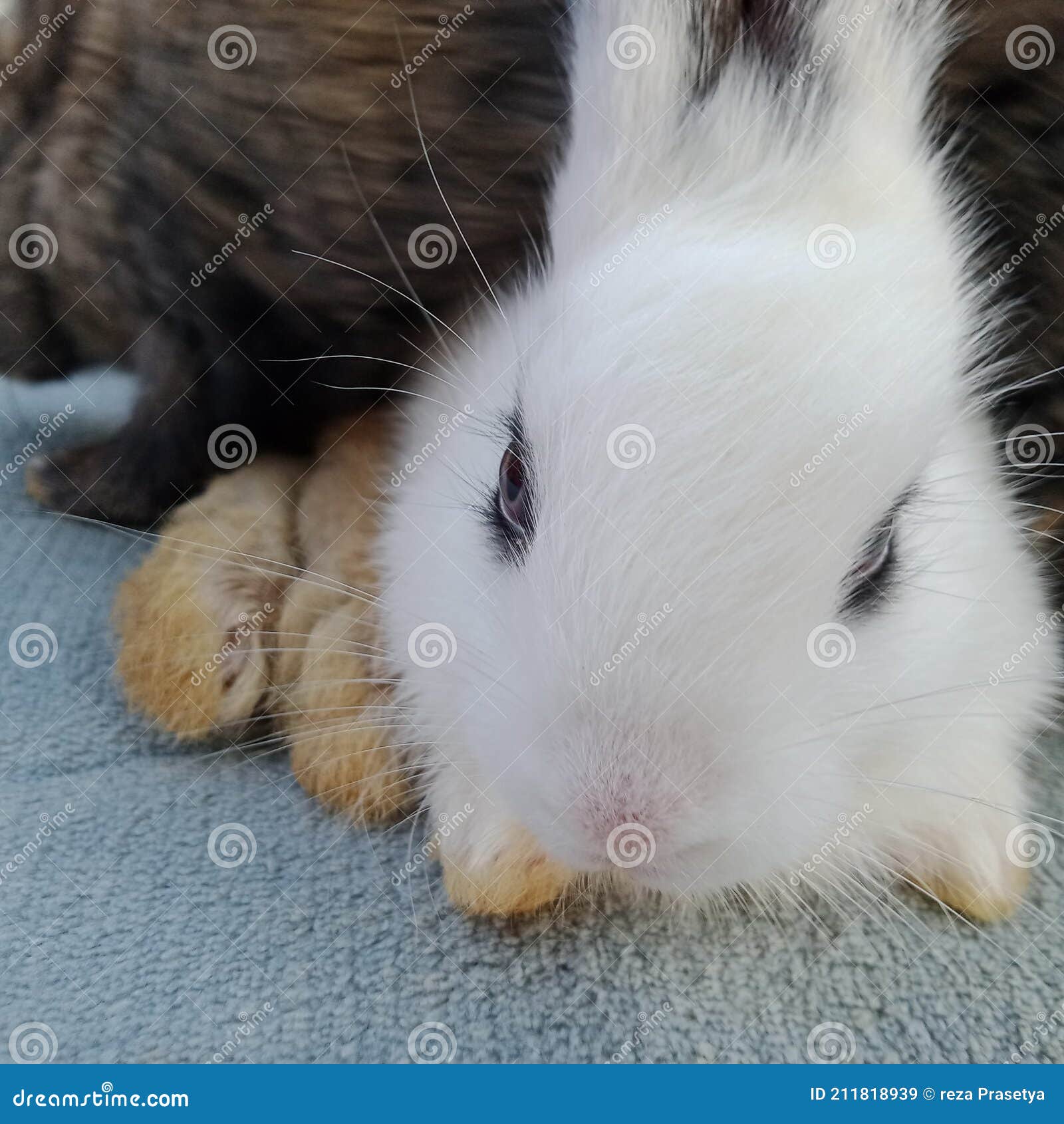 Little funny white rabbit stock image. Image of funny - 211818939