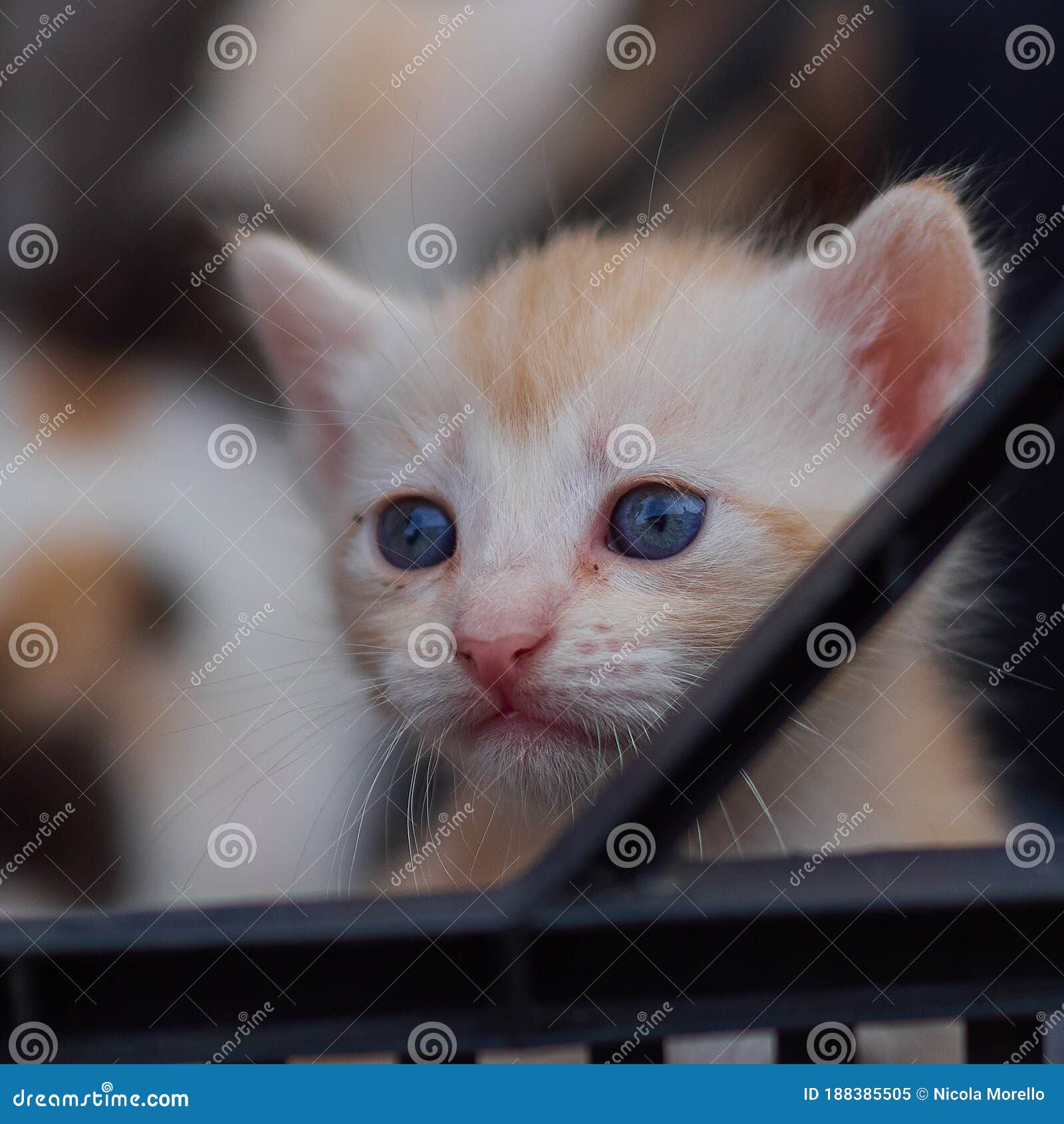 Little furry cats stock image. Image of family, snuggle - 188385505