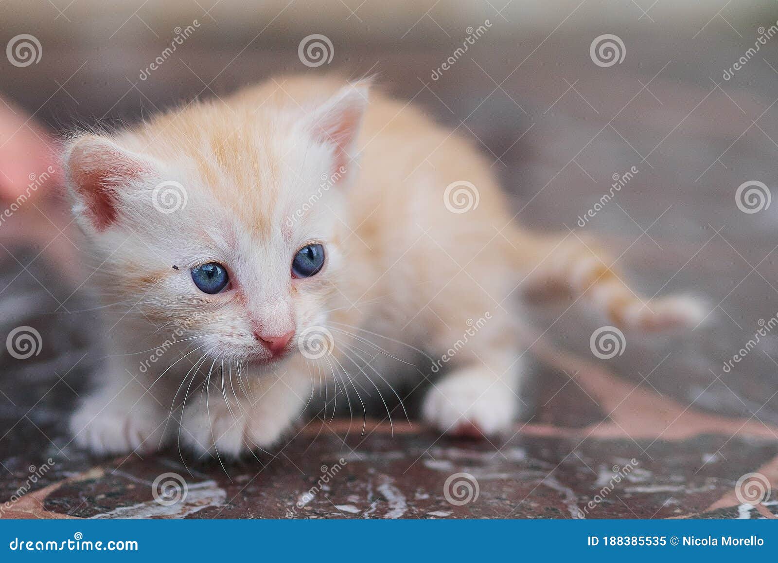 Little furry cats stock image. Image of animal, relax - 188385535