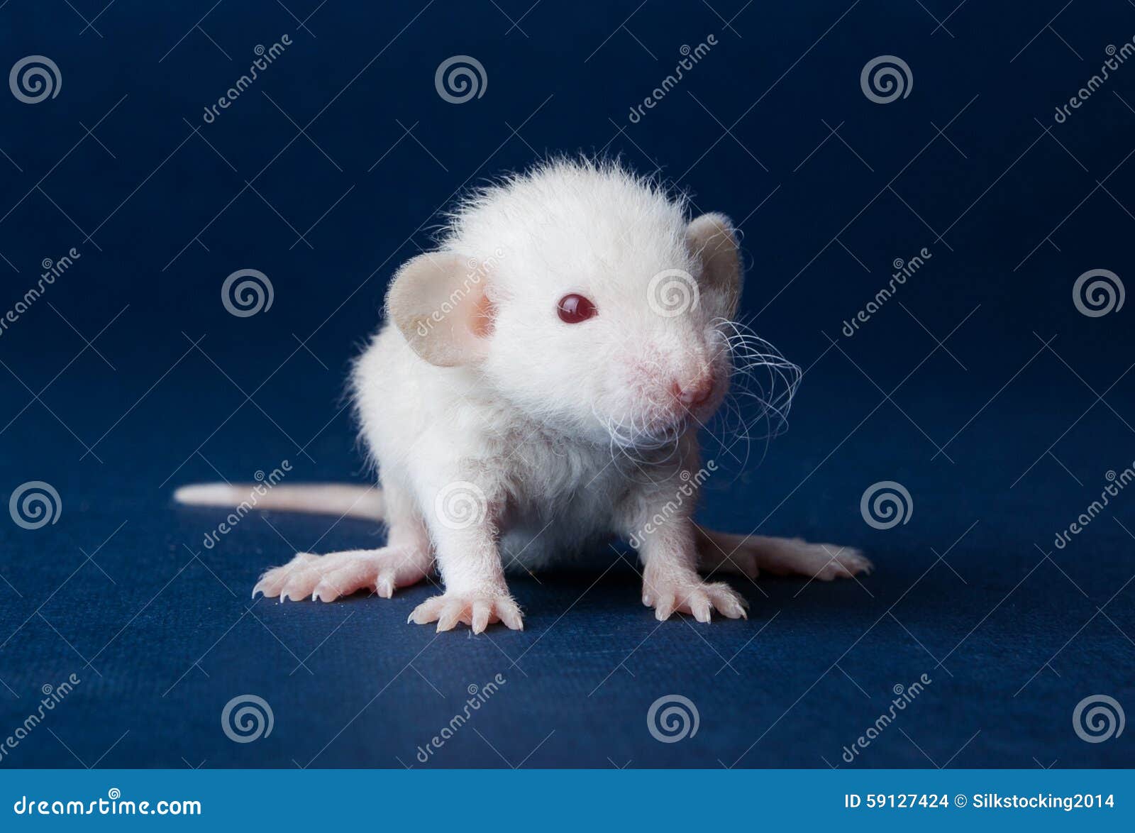 White Rats With Red Eyes Babies