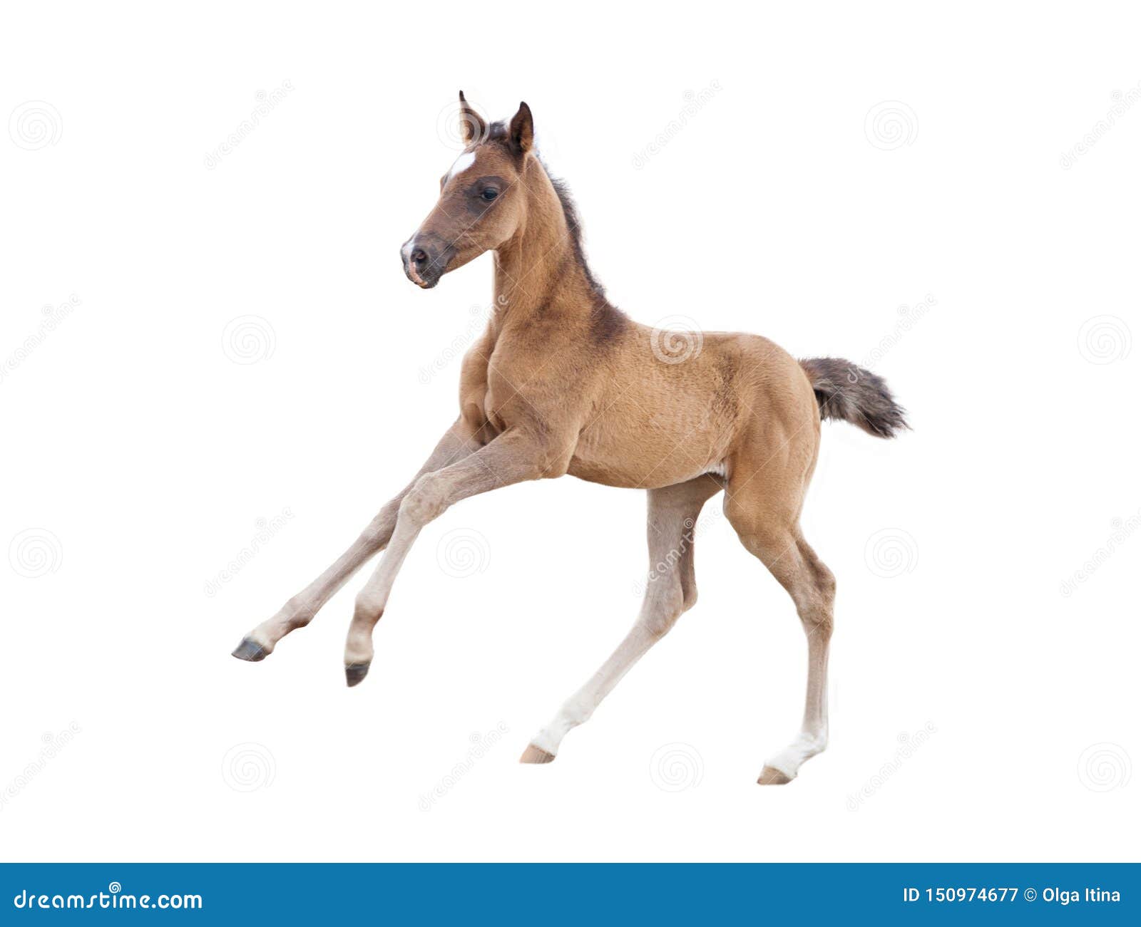 Little Galloping Akhal-teke Foal Isolated on White Background Stock ...