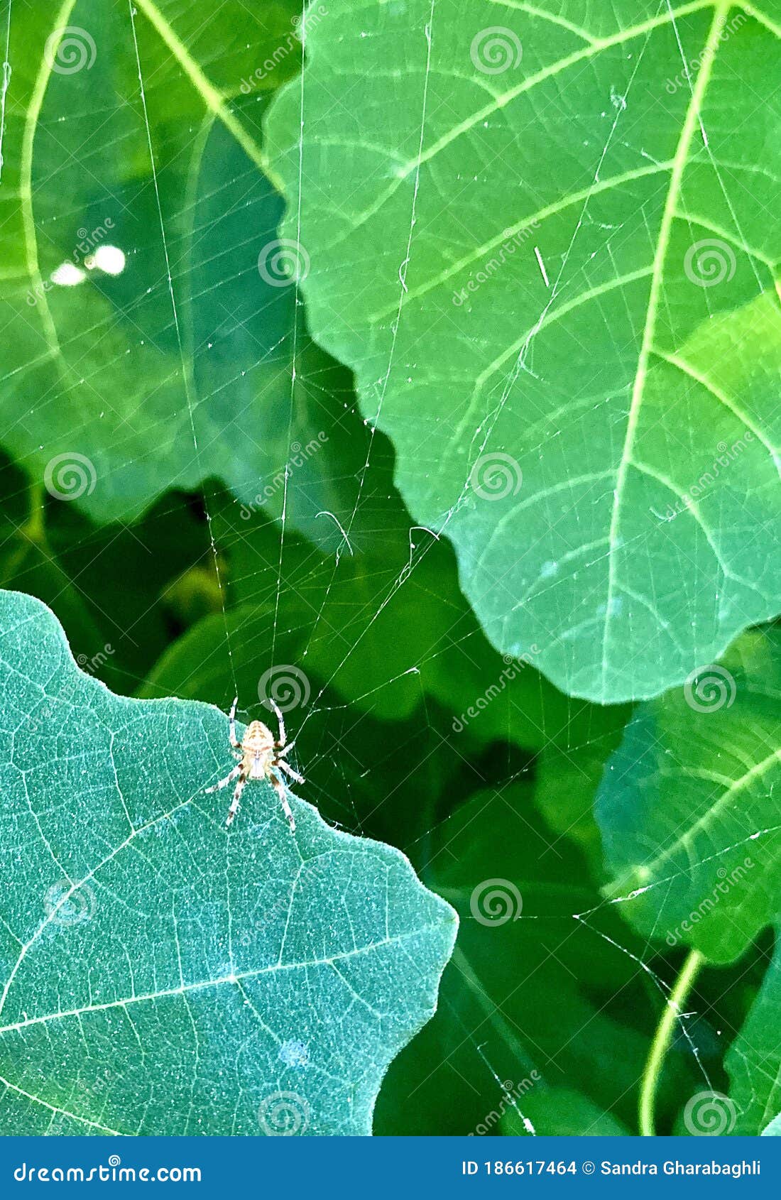 Little Garden Spider stock photo. Image of tree, spun - 186617464