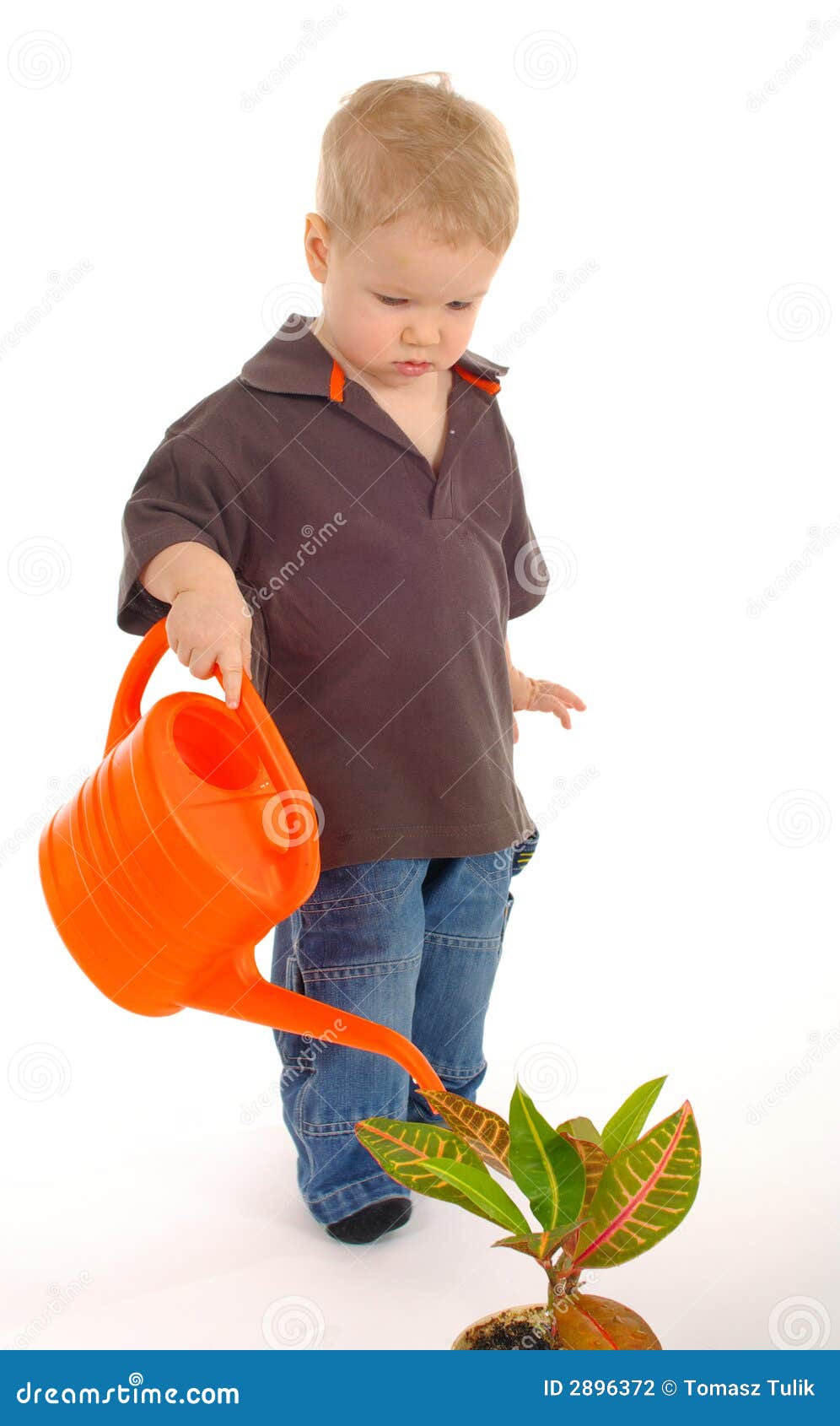 Little gardener boy stock photo. Image of kiddie, flower - 2896372