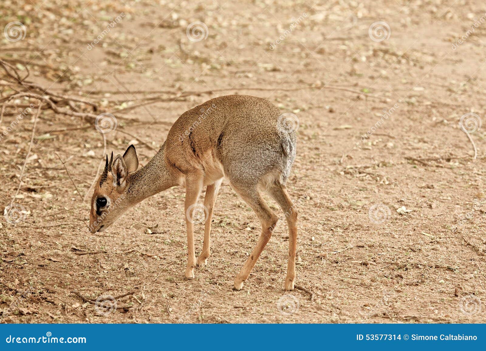 Little gazelle stock photo. Image of little, ruminant - 53577314