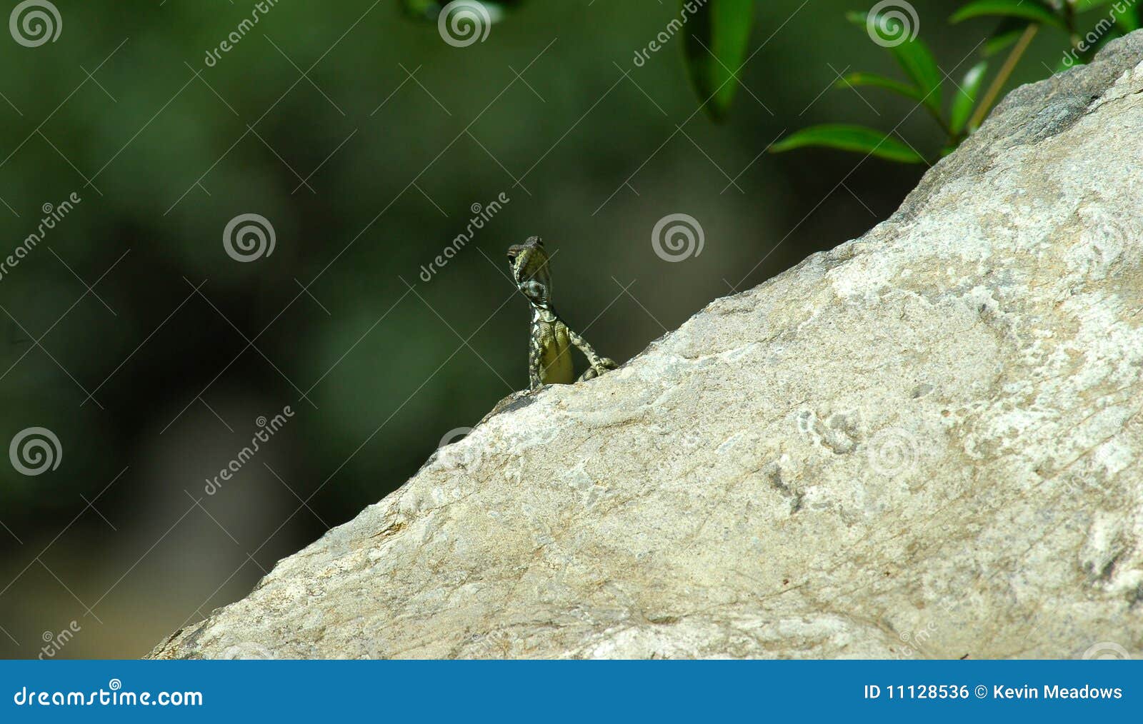 Little Gecko stock photo. Image of costa, gecko, rica - 11128536