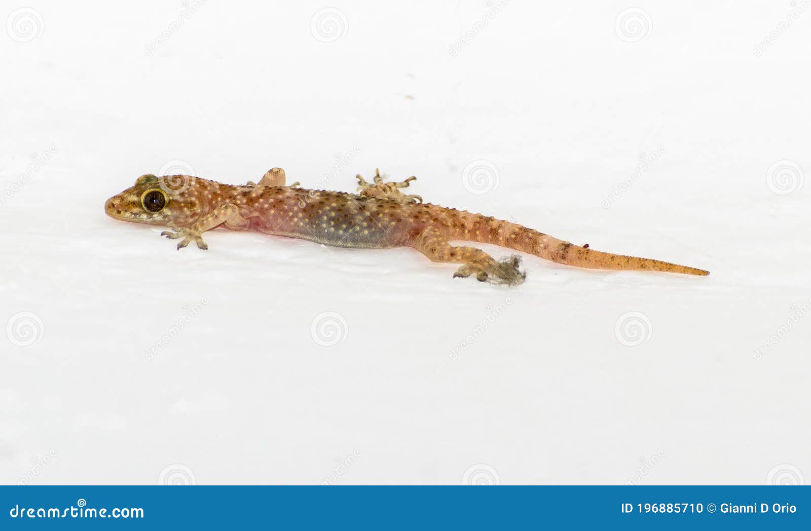 Little Gecko on the Wall of a Wall Stock Photo - Image of vertebrate ...