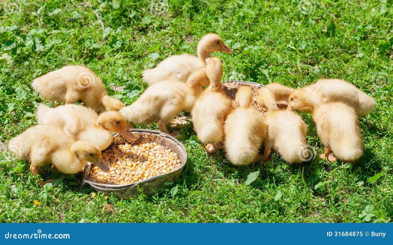 Little geese stock image. Image of green, chick, grass - 31684875