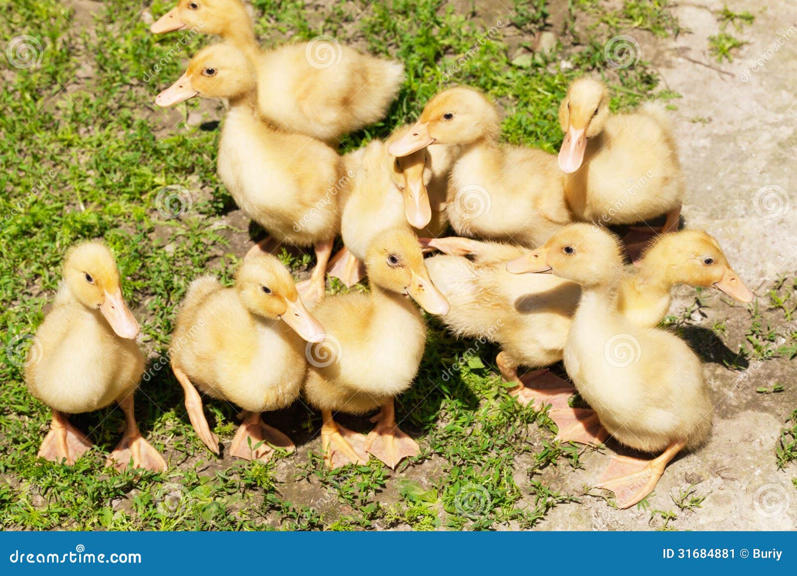 Little geese stock image. Image of chick, full, bird - 31684881