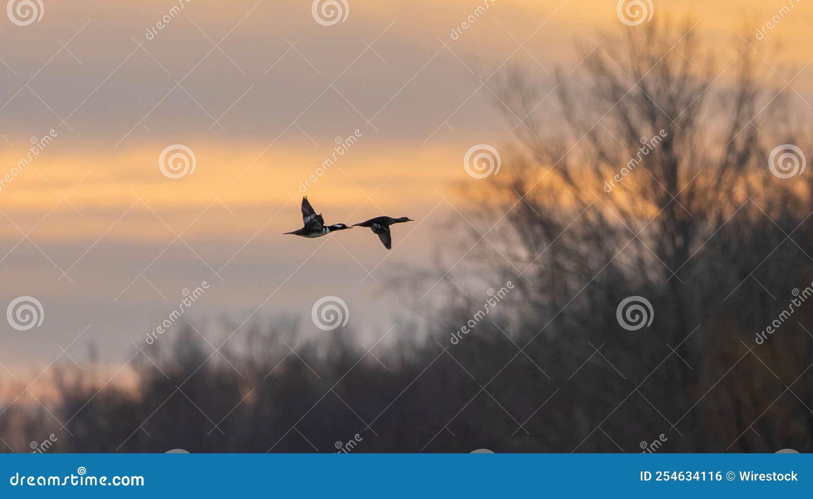 Little Geese Flying at Sunset Stock Photo - Image of forest, outdoors ...