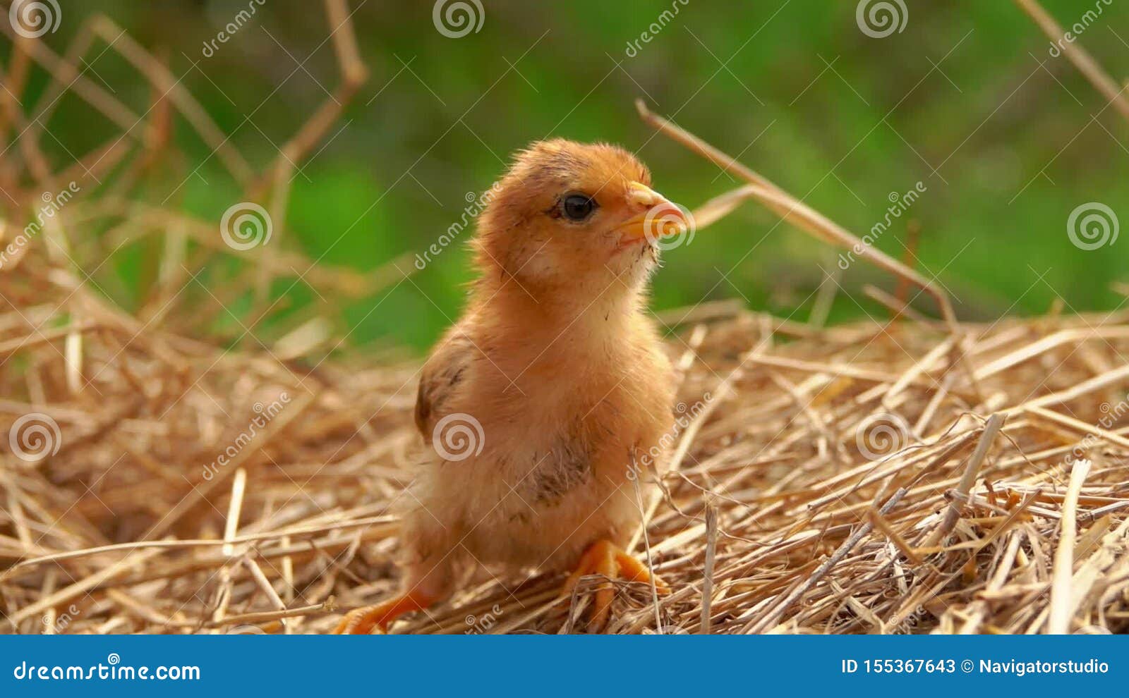 Little Ginger Chick Sits on the Straw Stock Video - Video of baby, life ...
