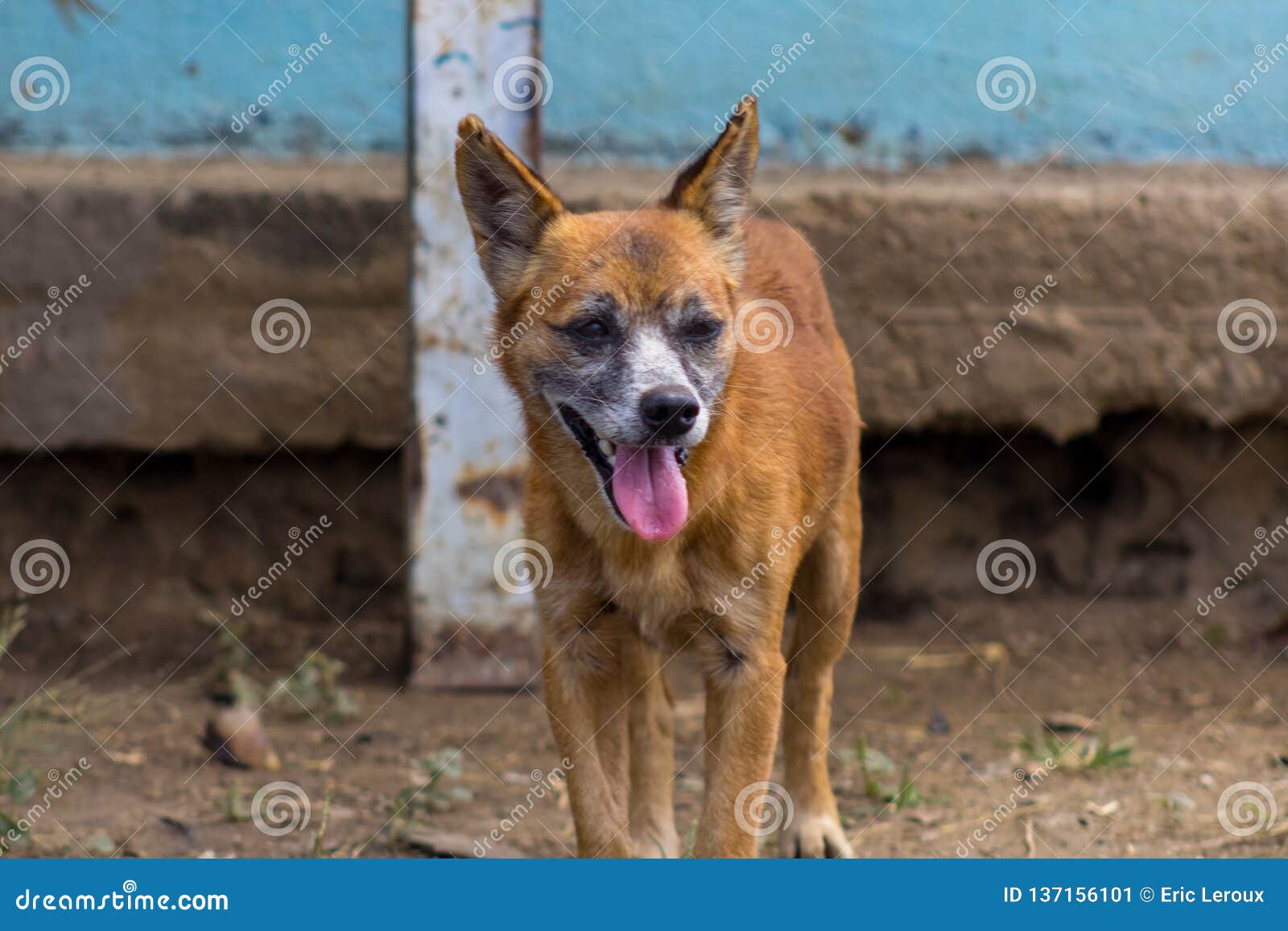 Little ginger dog stock image. Image of beauty, ginger - 137156101