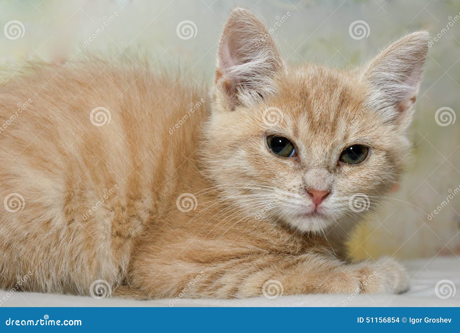 Little ginger kitten stock photo. Image of kitty, animals - 51156854